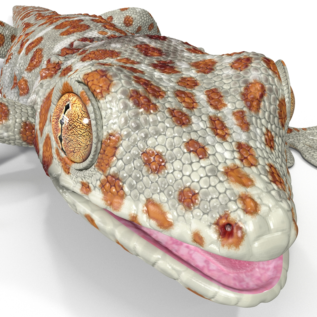 gecko reptiles lizards 3d model