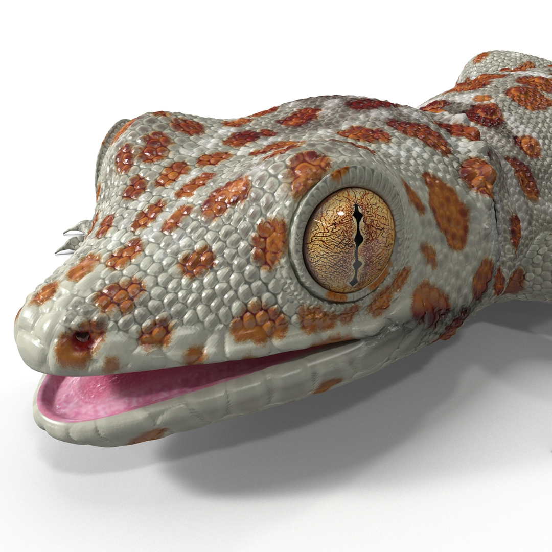 gecko reptiles lizards 3d model