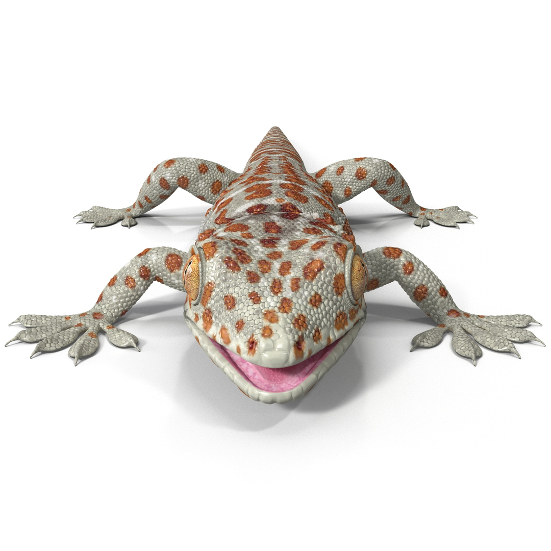 gecko reptiles lizards 3d model