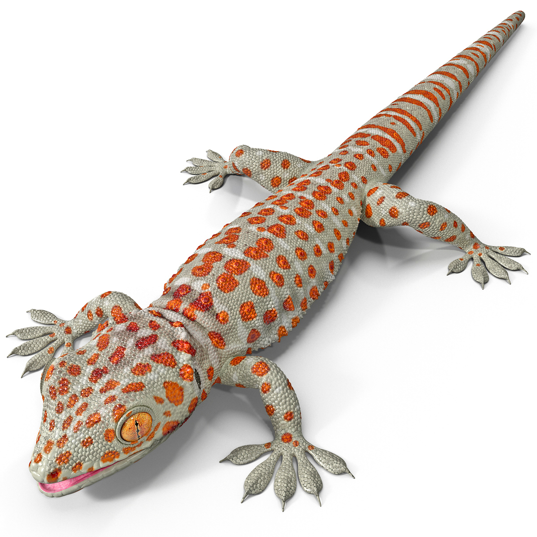 gecko reptiles lizards 3d model