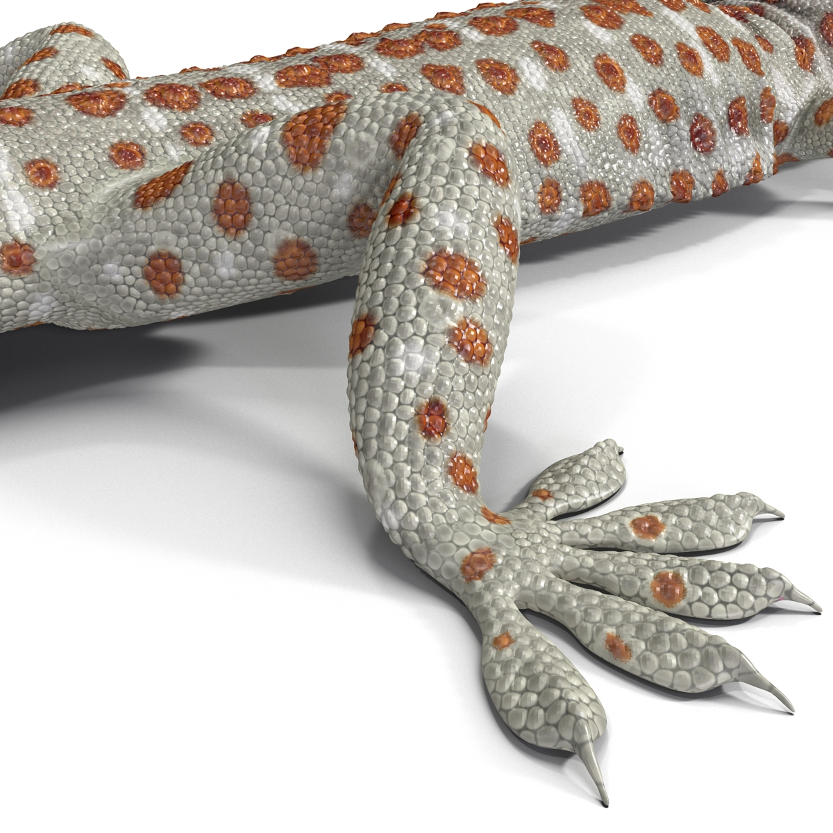 gecko reptiles lizards 3d model