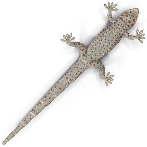 gecko reptiles lizards 3d model