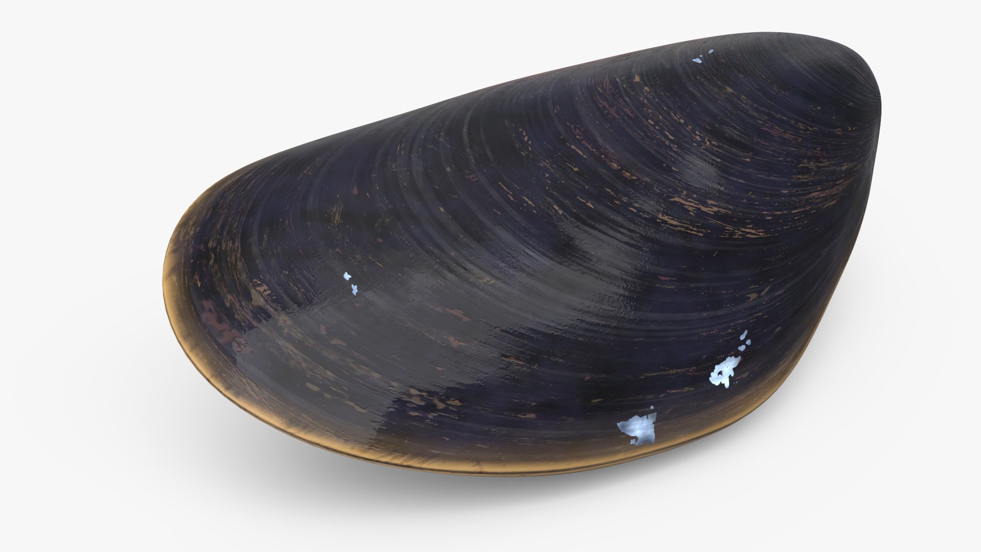 3D Realistic Marine Mussel Shell Model - TurboSquid 2227988