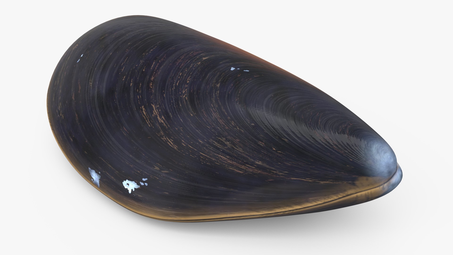 3D Realistic Marine Mussel Shell Model - TurboSquid 2227988