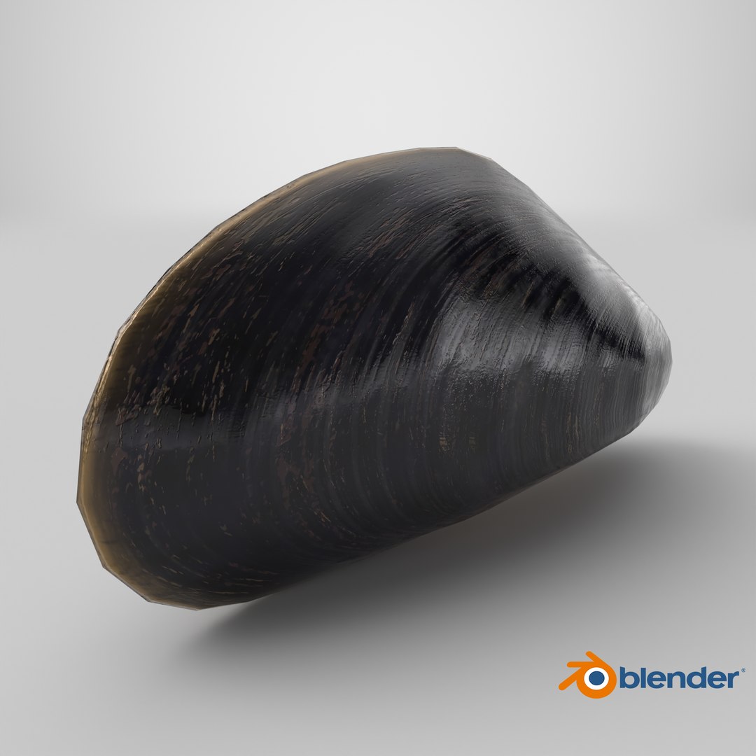 3D Realistic Marine Mussel Shell Model - TurboSquid 2227988
