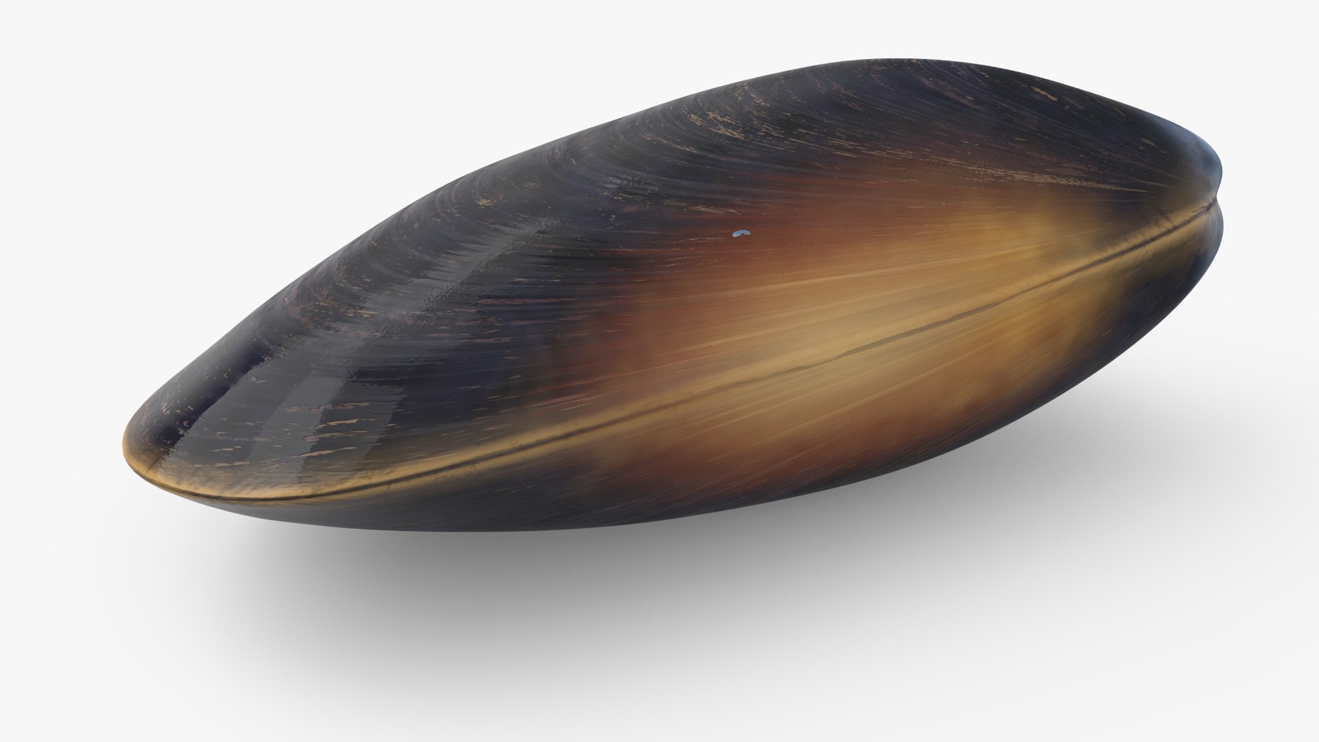 3D Realistic Marine Mussel Shell Model - TurboSquid 2227988