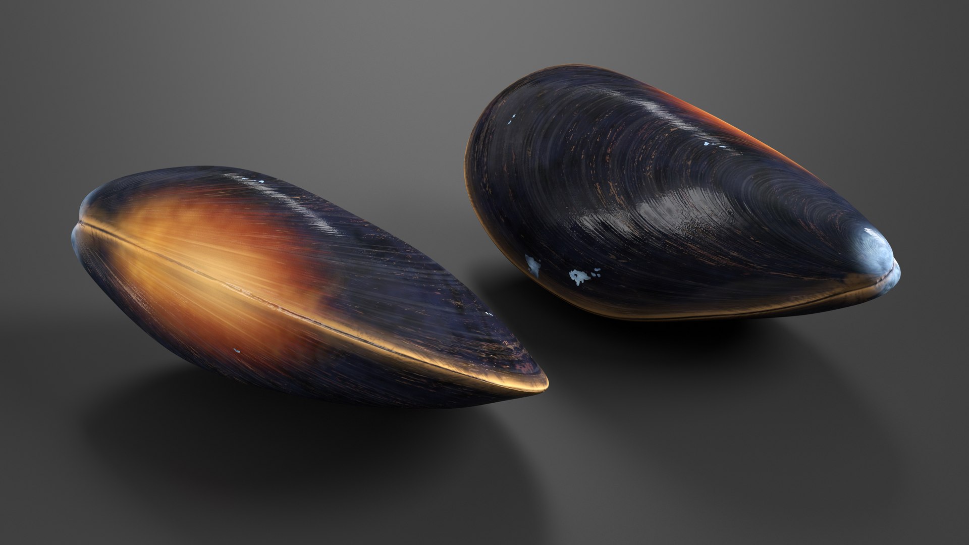 3D Realistic Marine Mussel Shell Model - TurboSquid 2227988