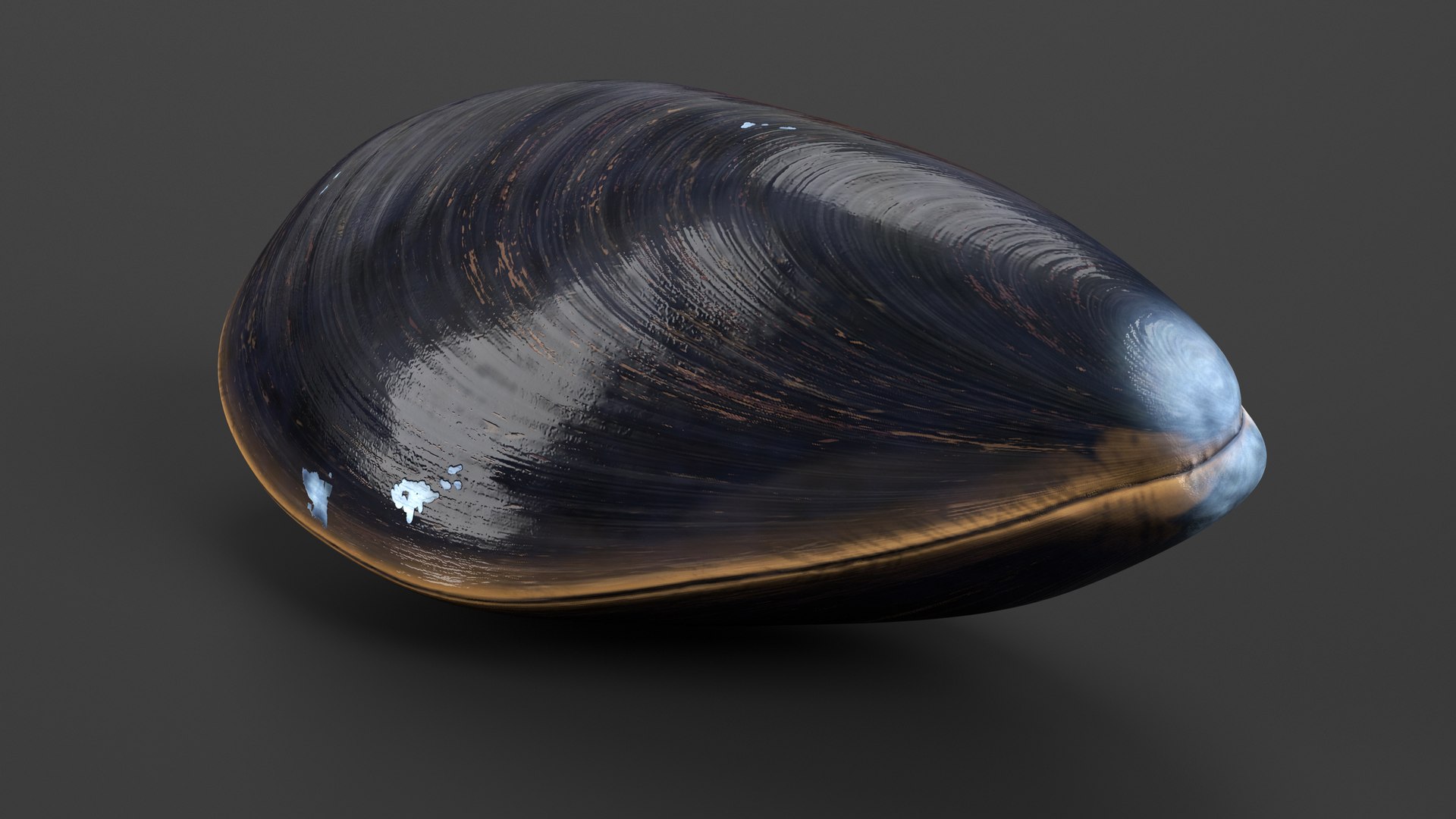 3D Realistic Marine Mussel Shell Model - TurboSquid 2227988
