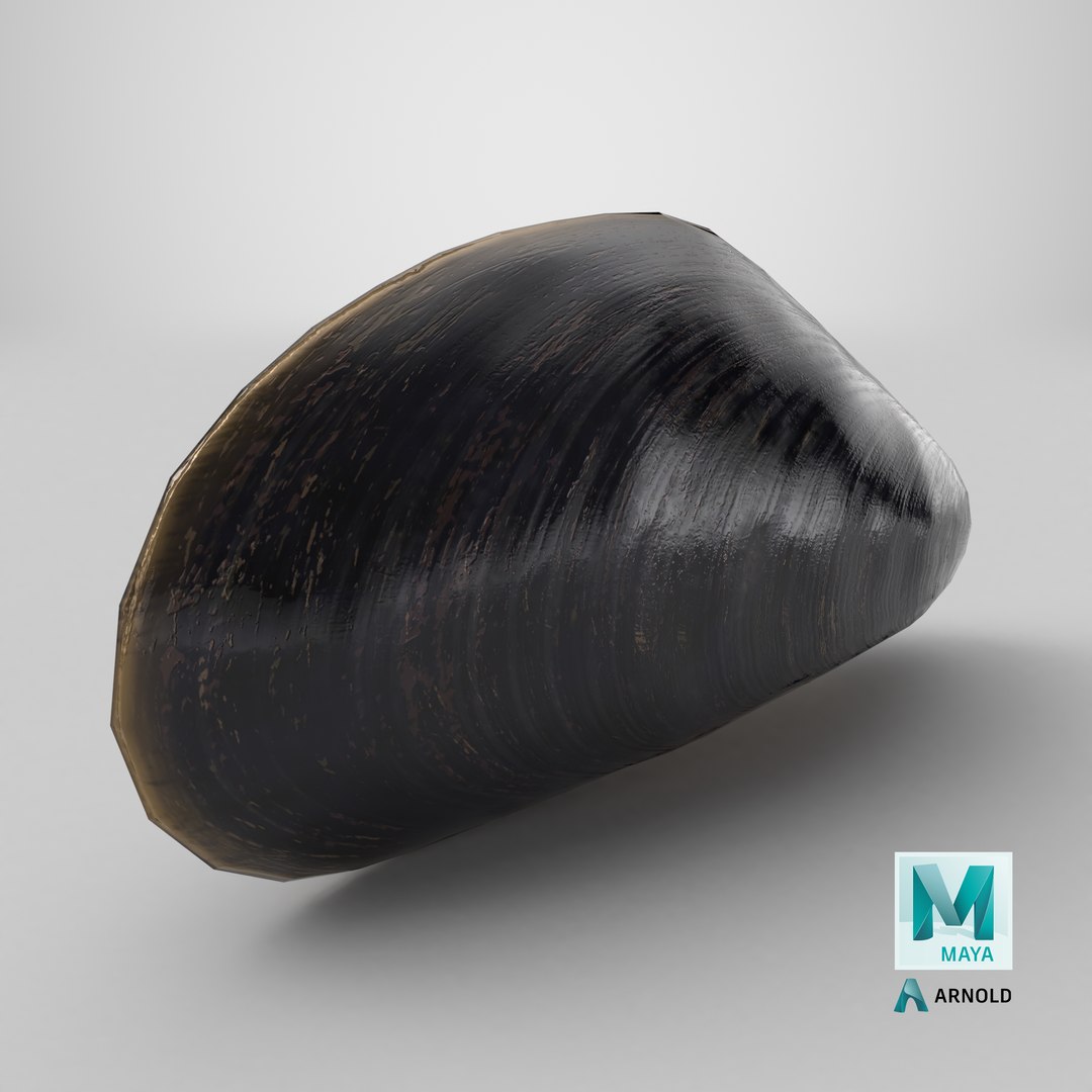 3D Realistic Marine Mussel Shell Model - TurboSquid 2227988