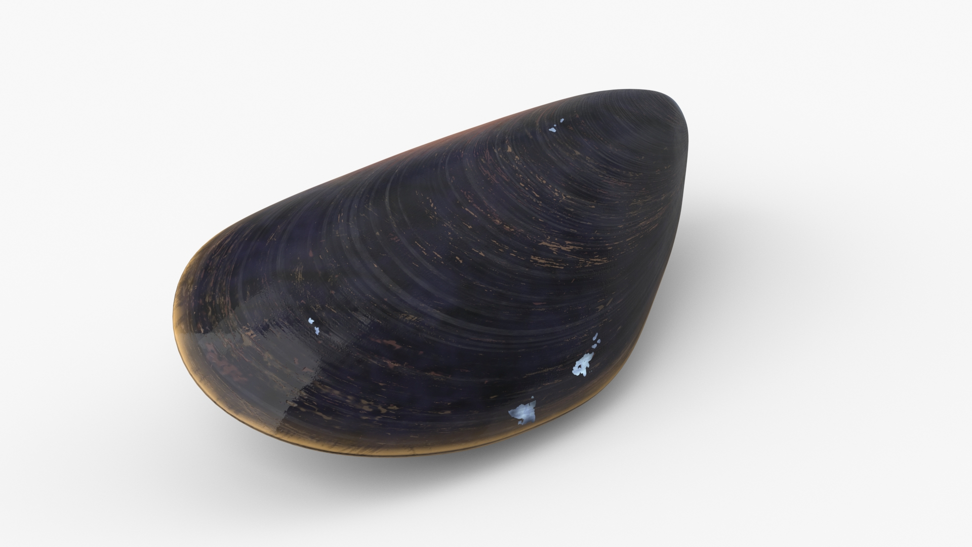 3D Realistic Marine Mussel Shell Model - TurboSquid 2227988