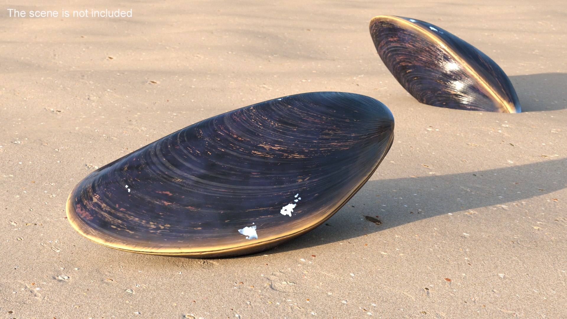 3D Realistic Marine Mussel Shell Model - TurboSquid 2227988