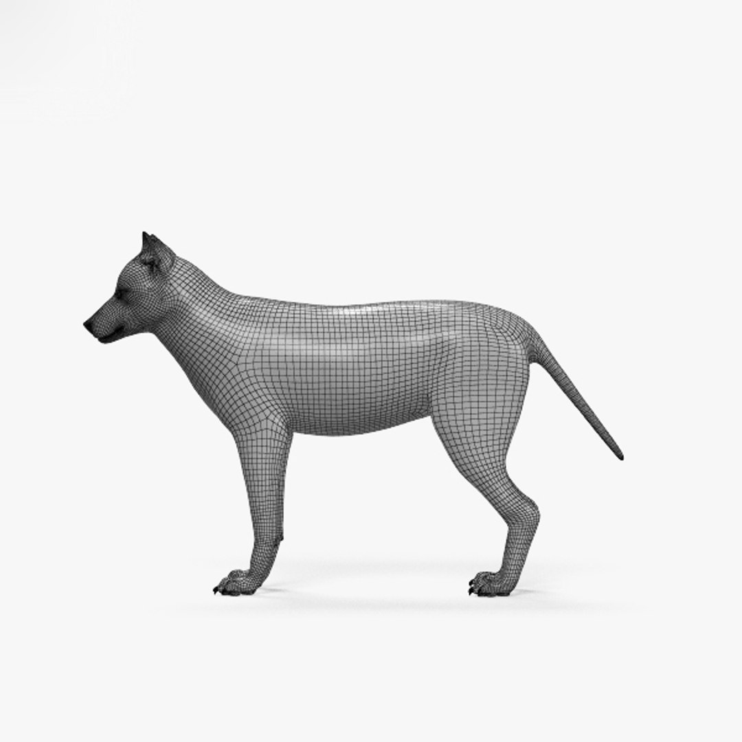 Gray wolf model - TurboSquid 1350356