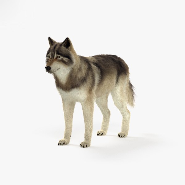 Gray wolf model - TurboSquid 1350356