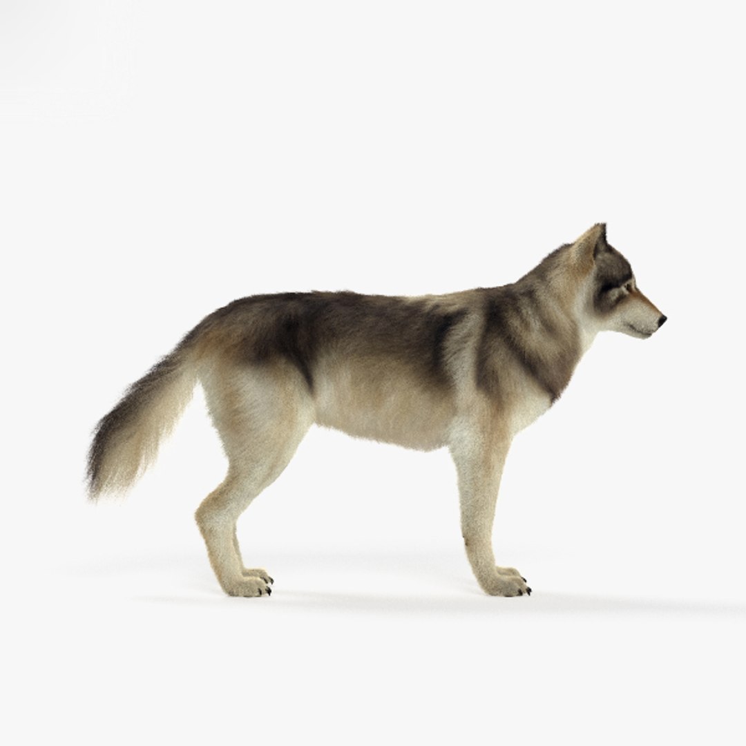 Gray wolf model - TurboSquid 1350356