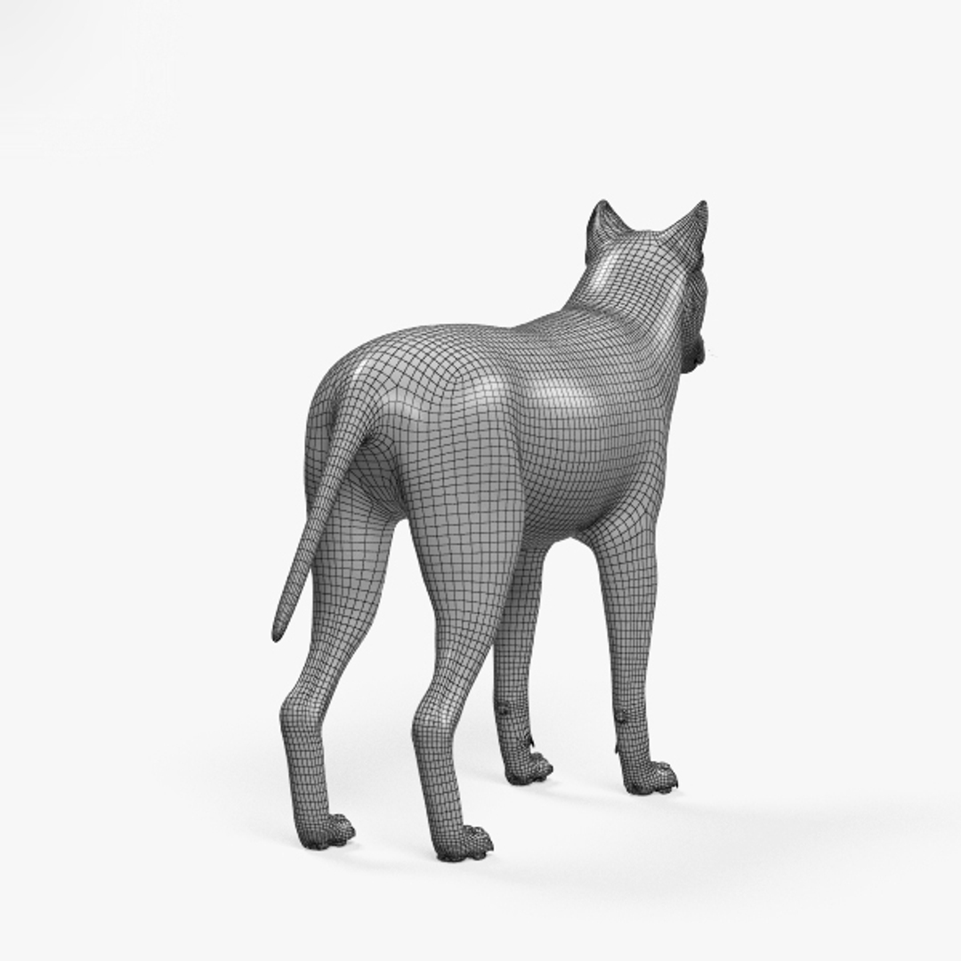 Gray wolf model - TurboSquid 1350356