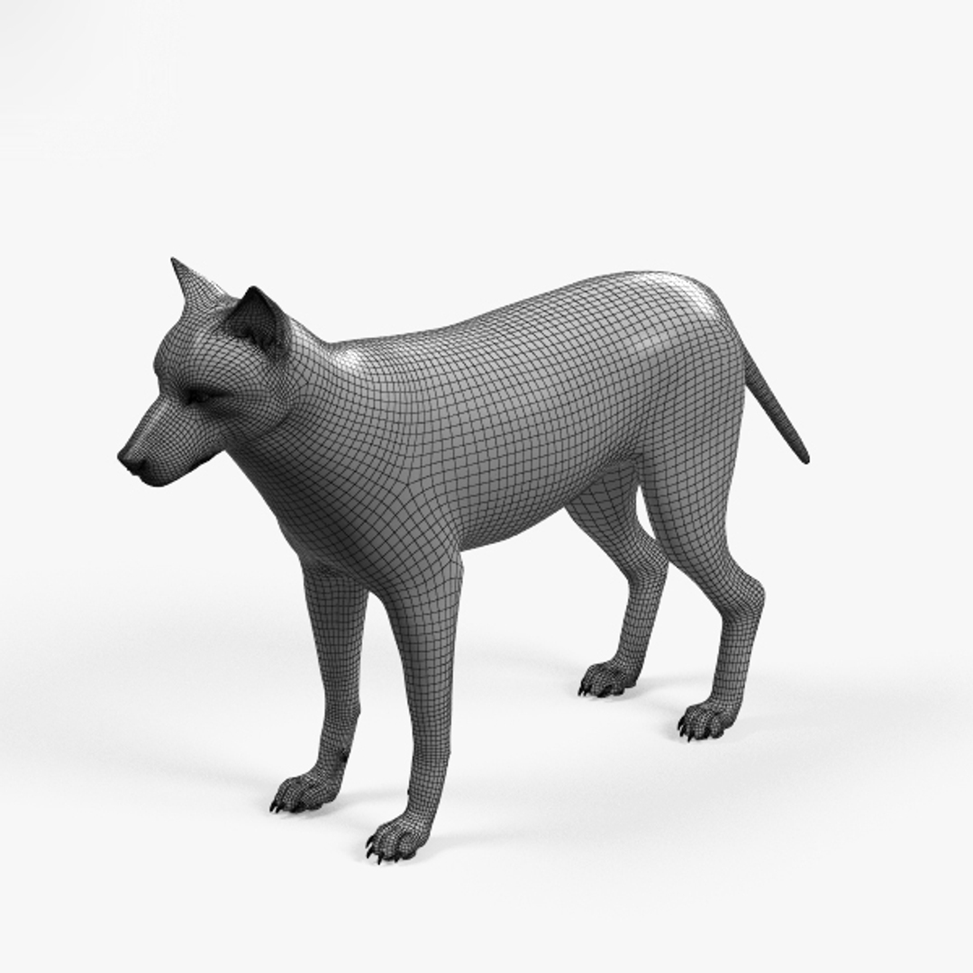 Gray wolf model - TurboSquid 1350356