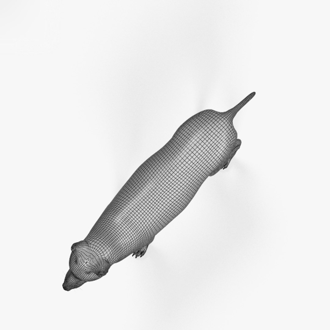 Gray wolf model - TurboSquid 1350356