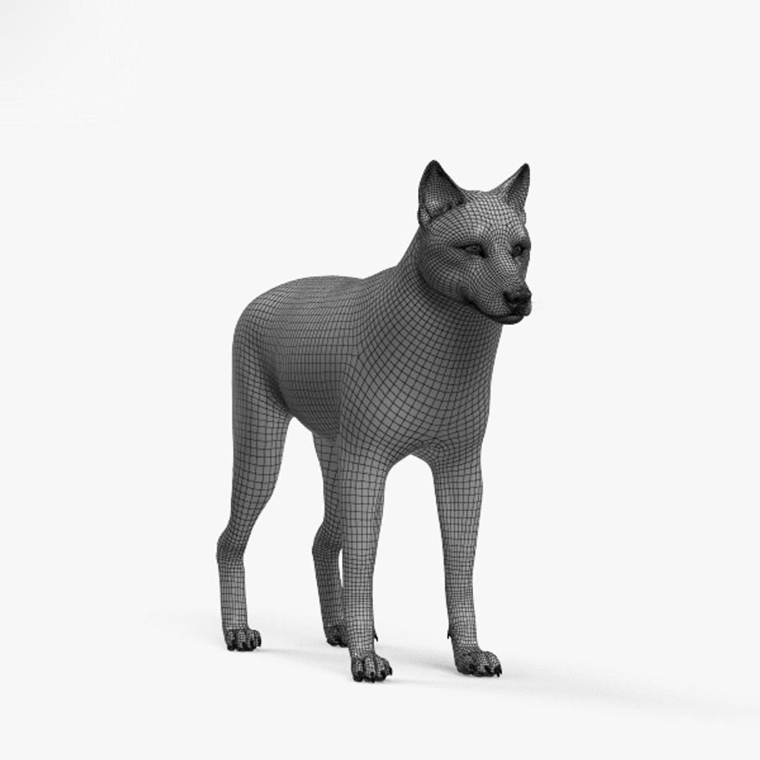 Gray wolf model - TurboSquid 1350356