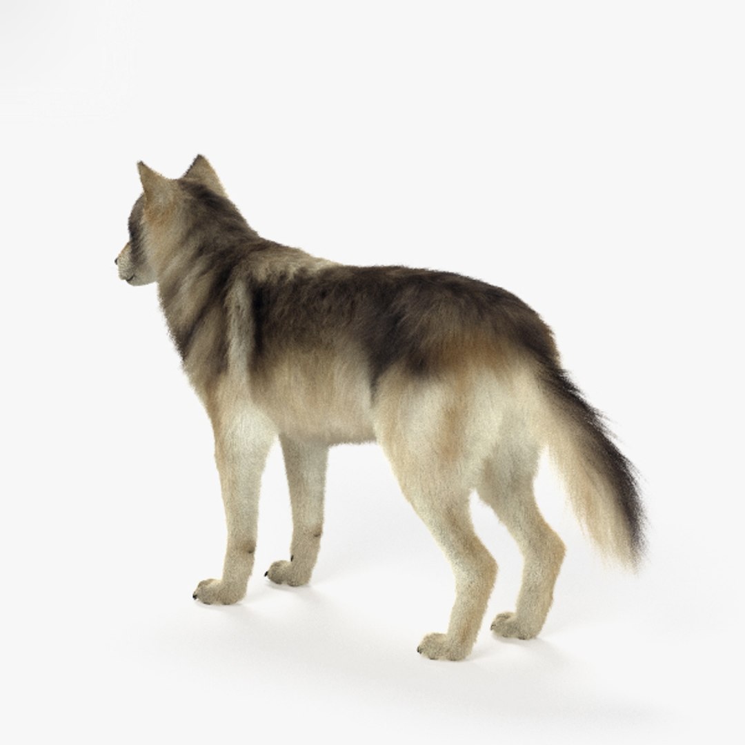 Gray wolf model - TurboSquid 1350356