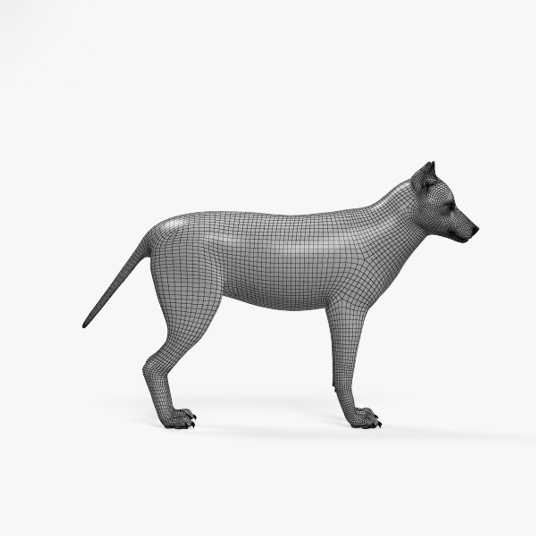 Gray wolf model - TurboSquid 1350356