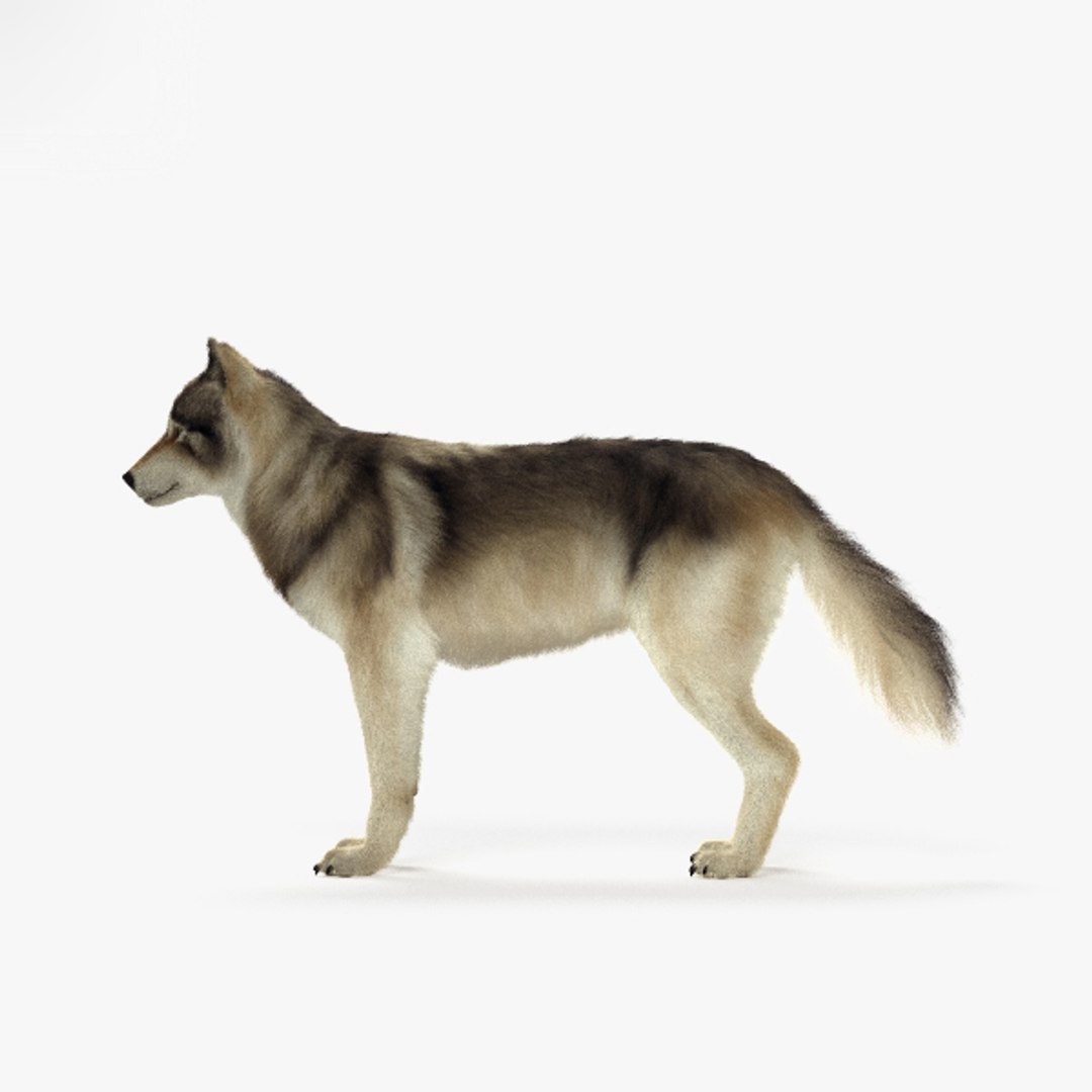 Gray wolf model - TurboSquid 1350356