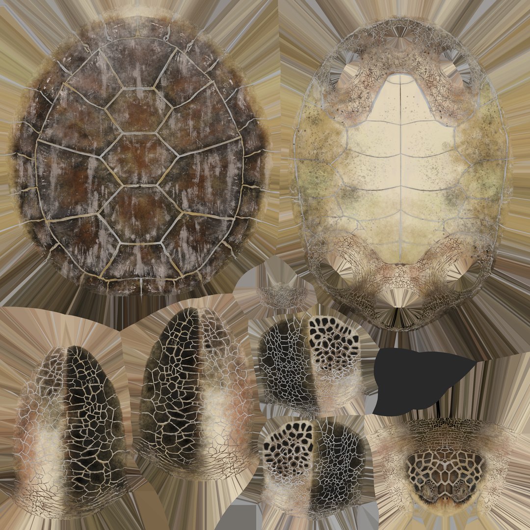 3D Model SeaTurtle - TurboSquid 2107861