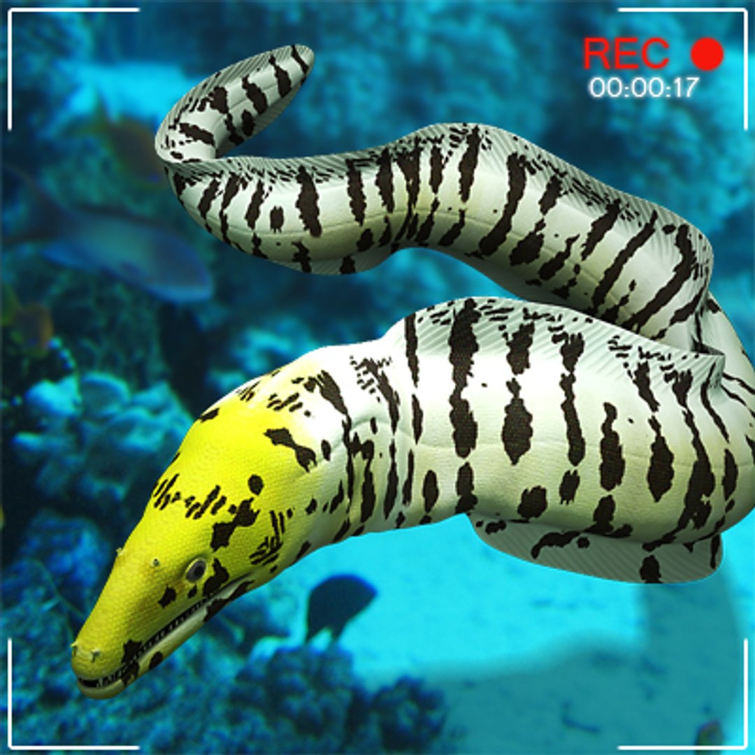 Moray Eel Sea Max