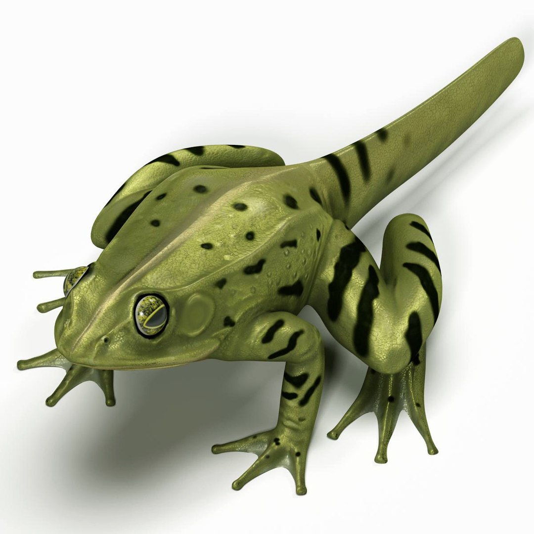 Max Frog Metamorph