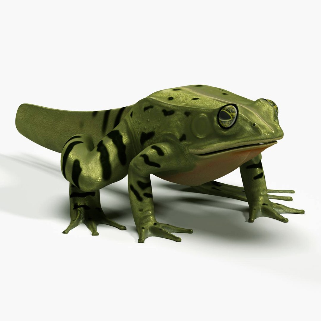 Max Frog Metamorph