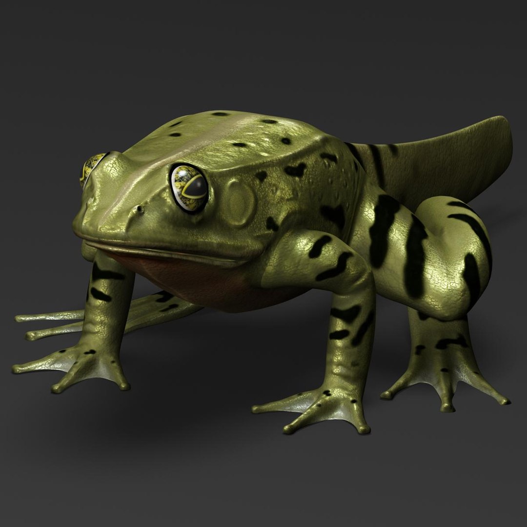 max frog metamorph