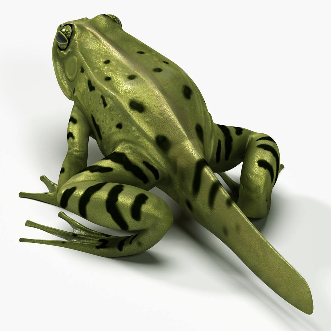 Max Frog Metamorph