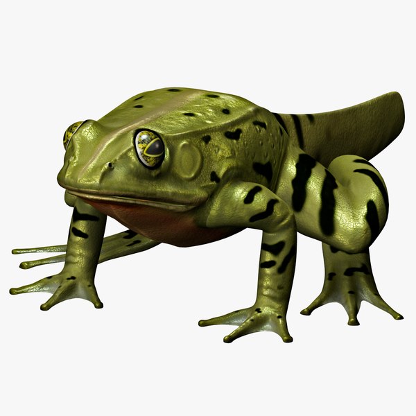 Frog Metamorph 3D Models for Download | TurboSquid