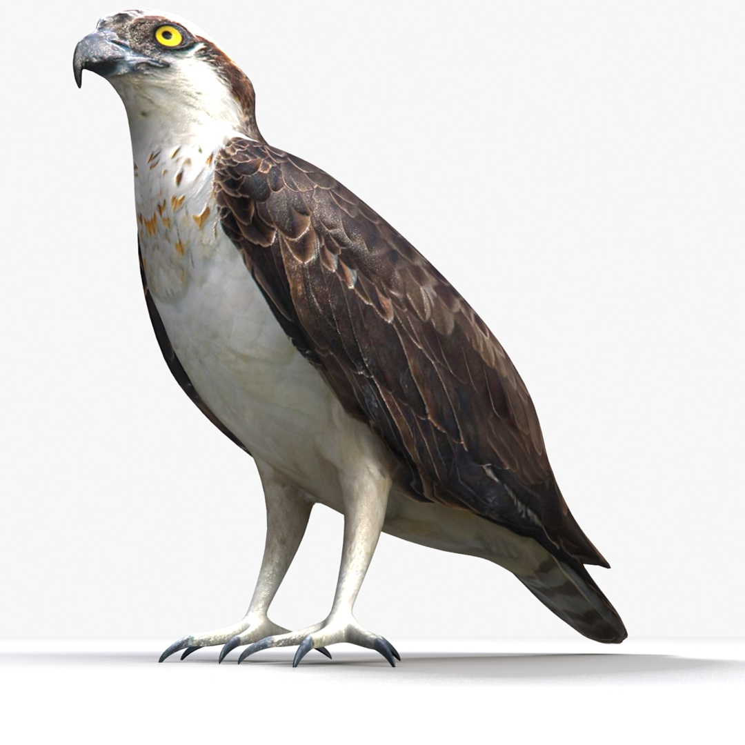 3d model 2 osprey