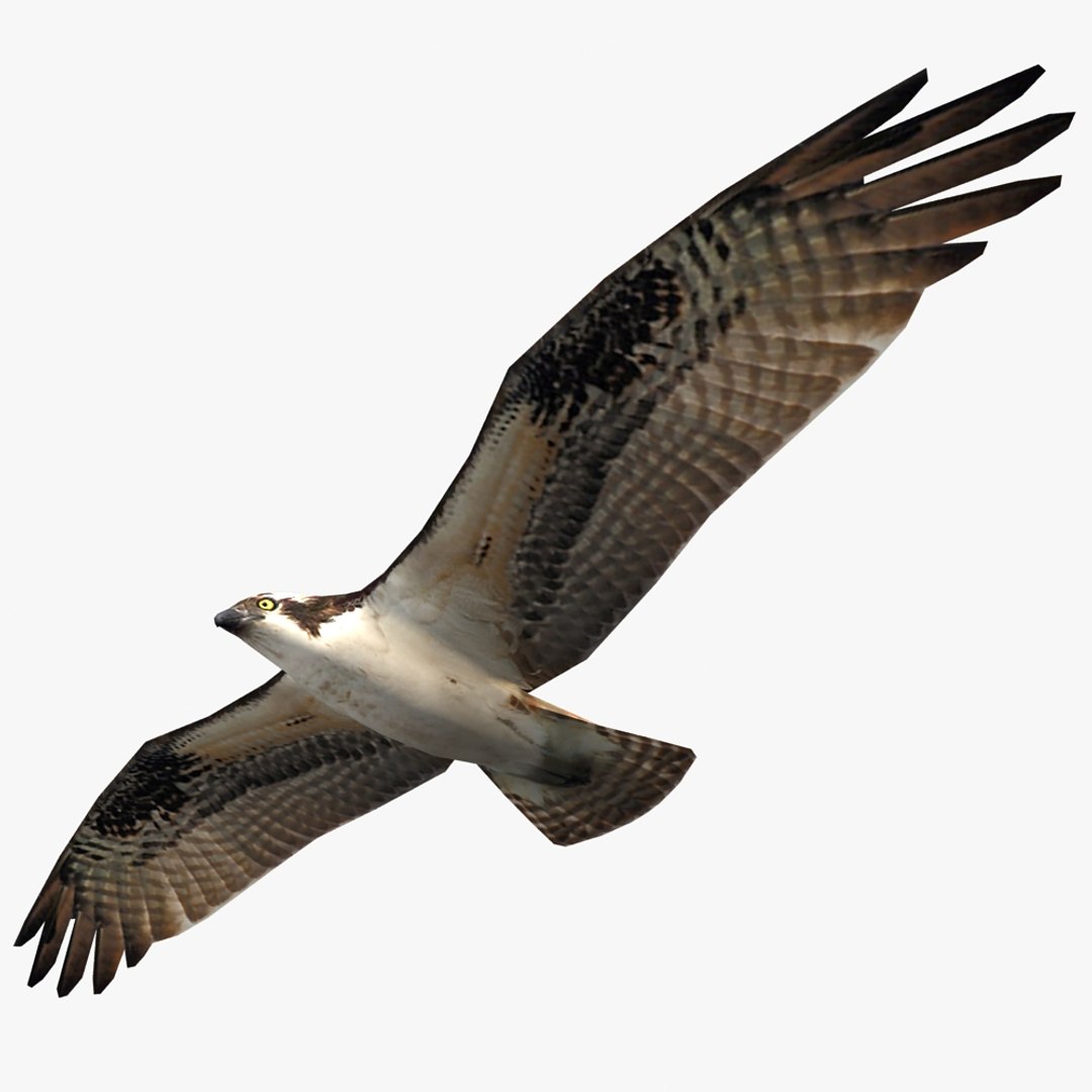 3d Model 2 Osprey