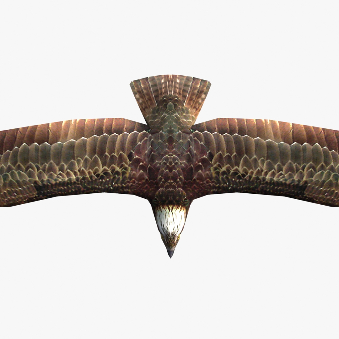 3d model 2 osprey