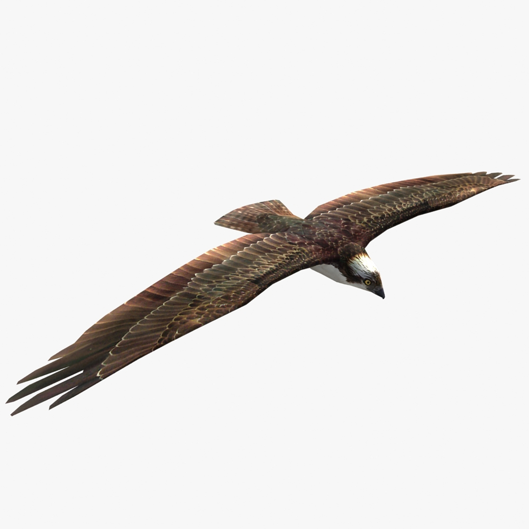 3d model 2 osprey