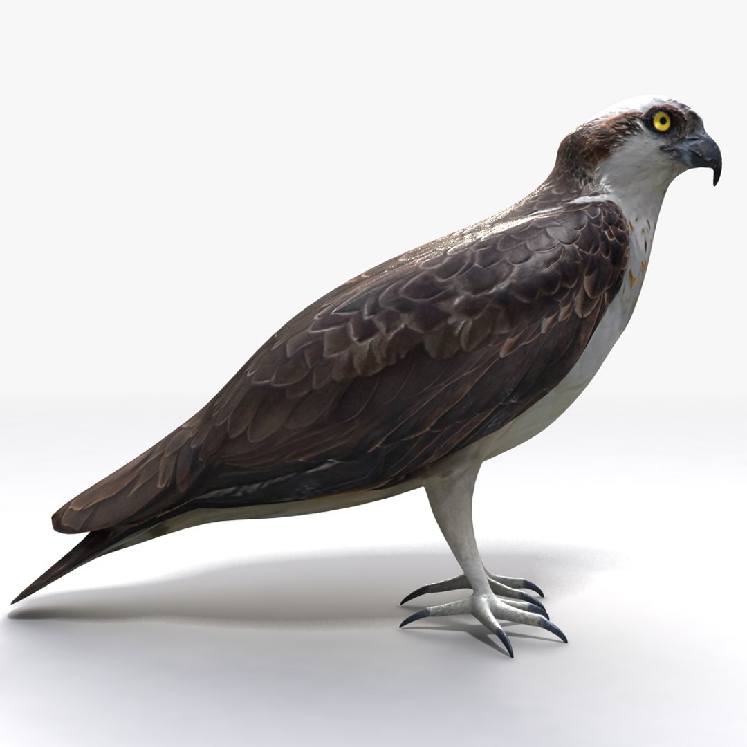 3d Model 2 Osprey
