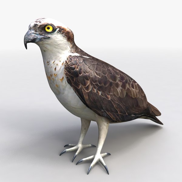 3d model 2 osprey