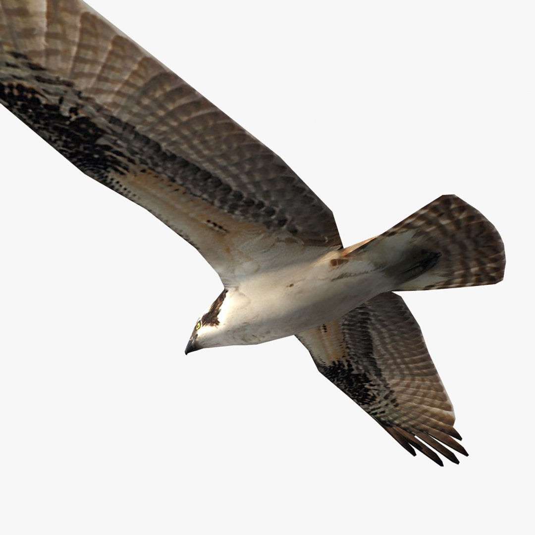 3d Model 2 Osprey