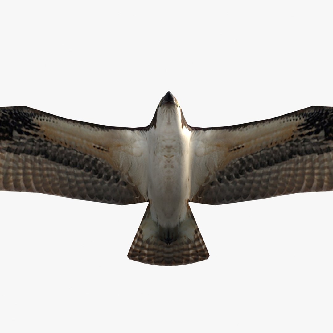 3d Model 2 Osprey