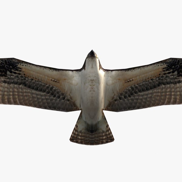 3d model 2 osprey
