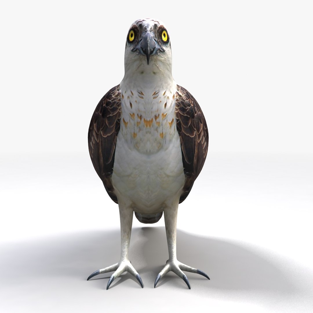 3d Model 2 Osprey
