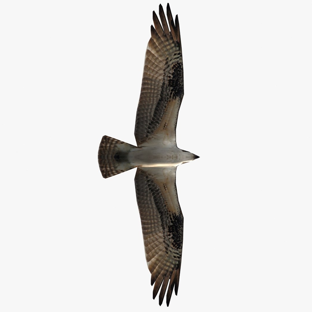 3d Model 2 Osprey