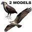 3d Model 2 Osprey