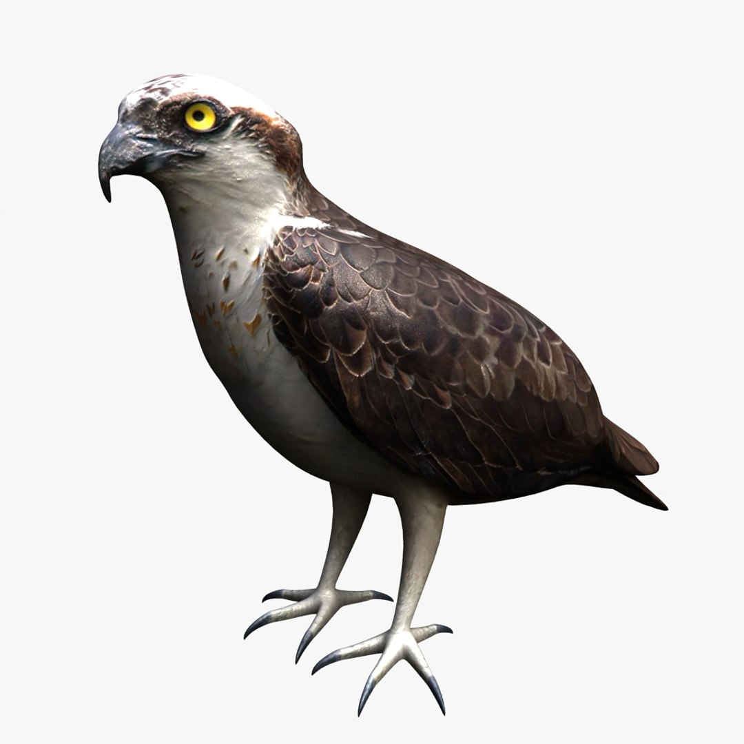 3d Model 2 Osprey