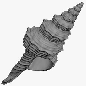 Download 3D Seashell STL Models - TurboSquid