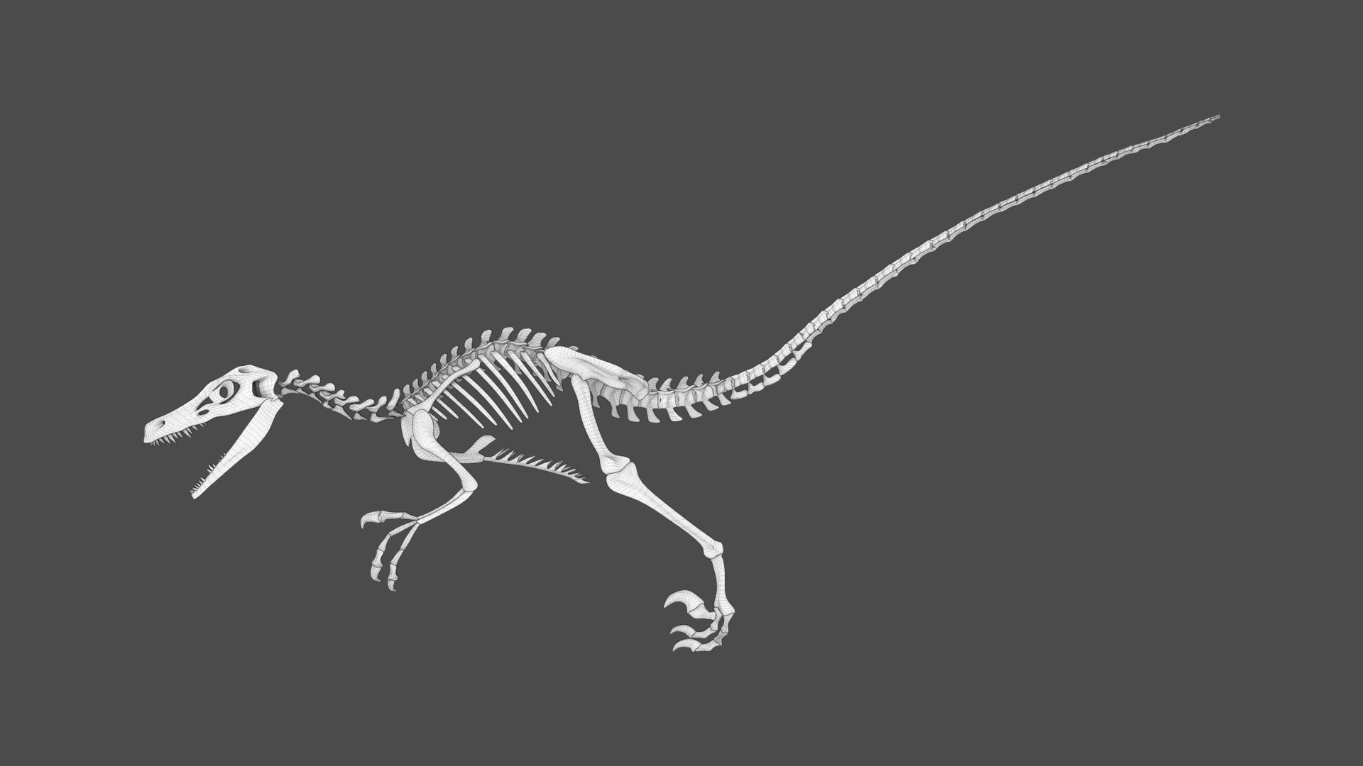 3D Skeleton Raptor - TurboSquid 1296979