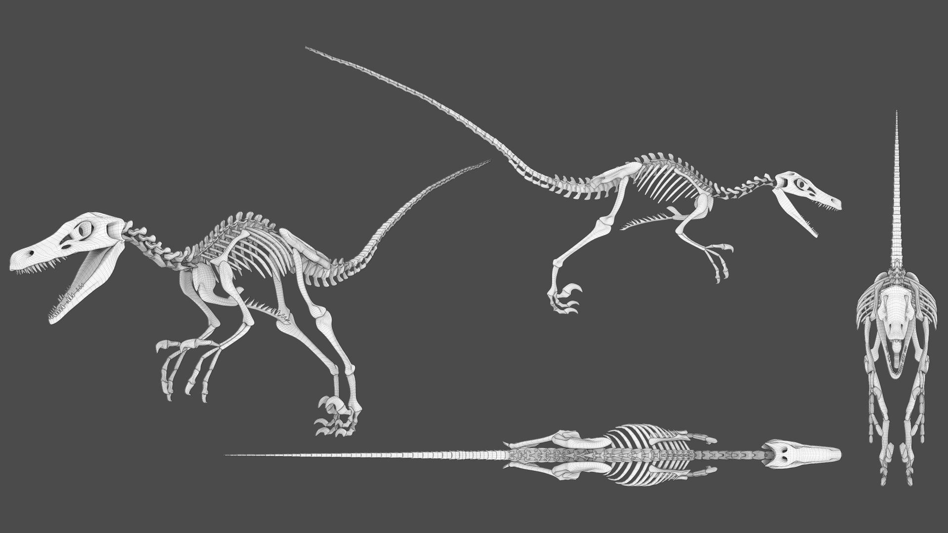 3D Skeleton Raptor - TurboSquid 1296979