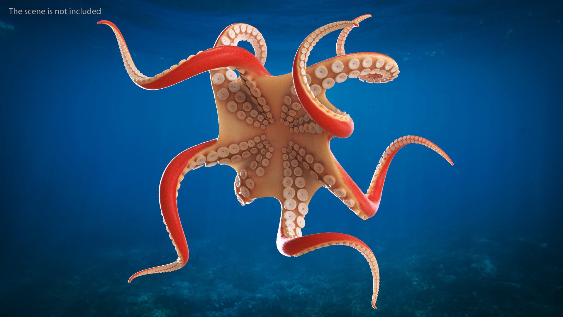 Octopus Cartoon Character Rigged Model - TurboSquid 1971828