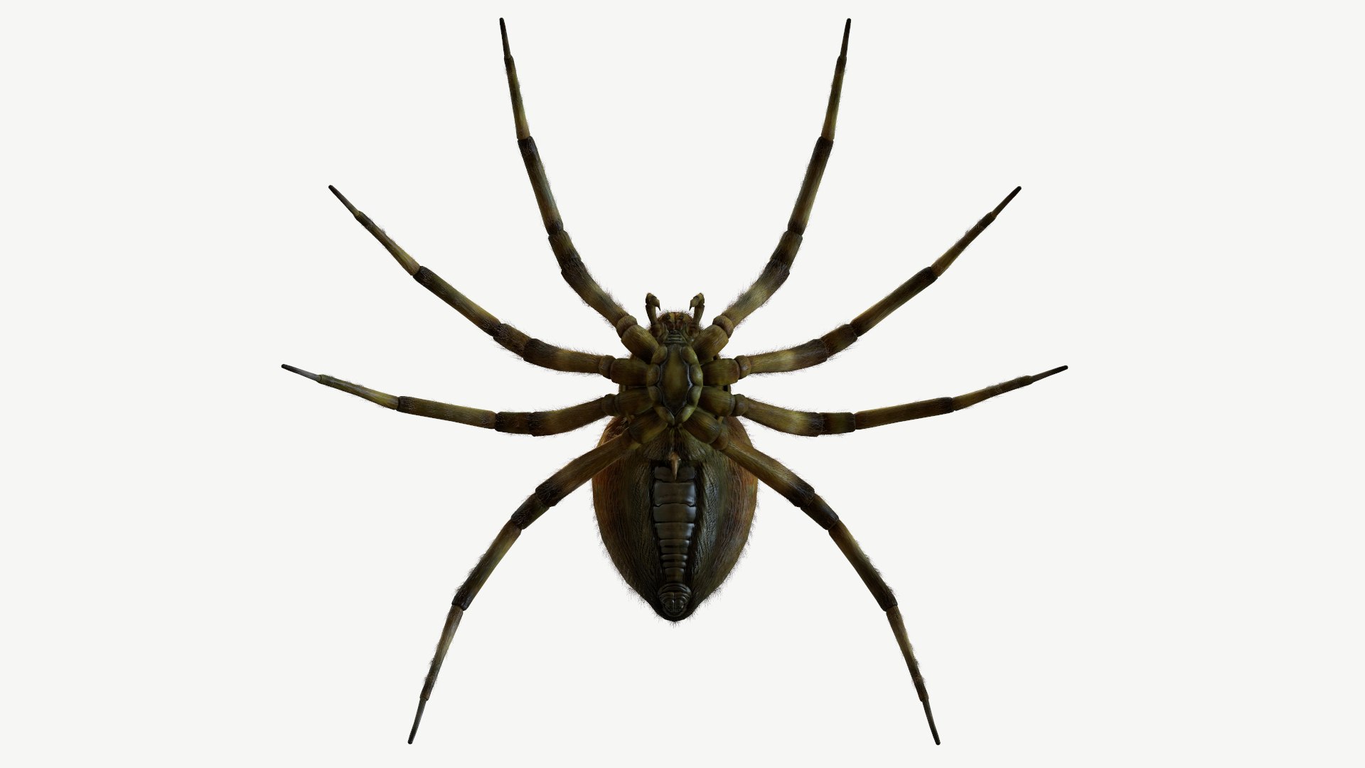 3d orb-weaver spider model